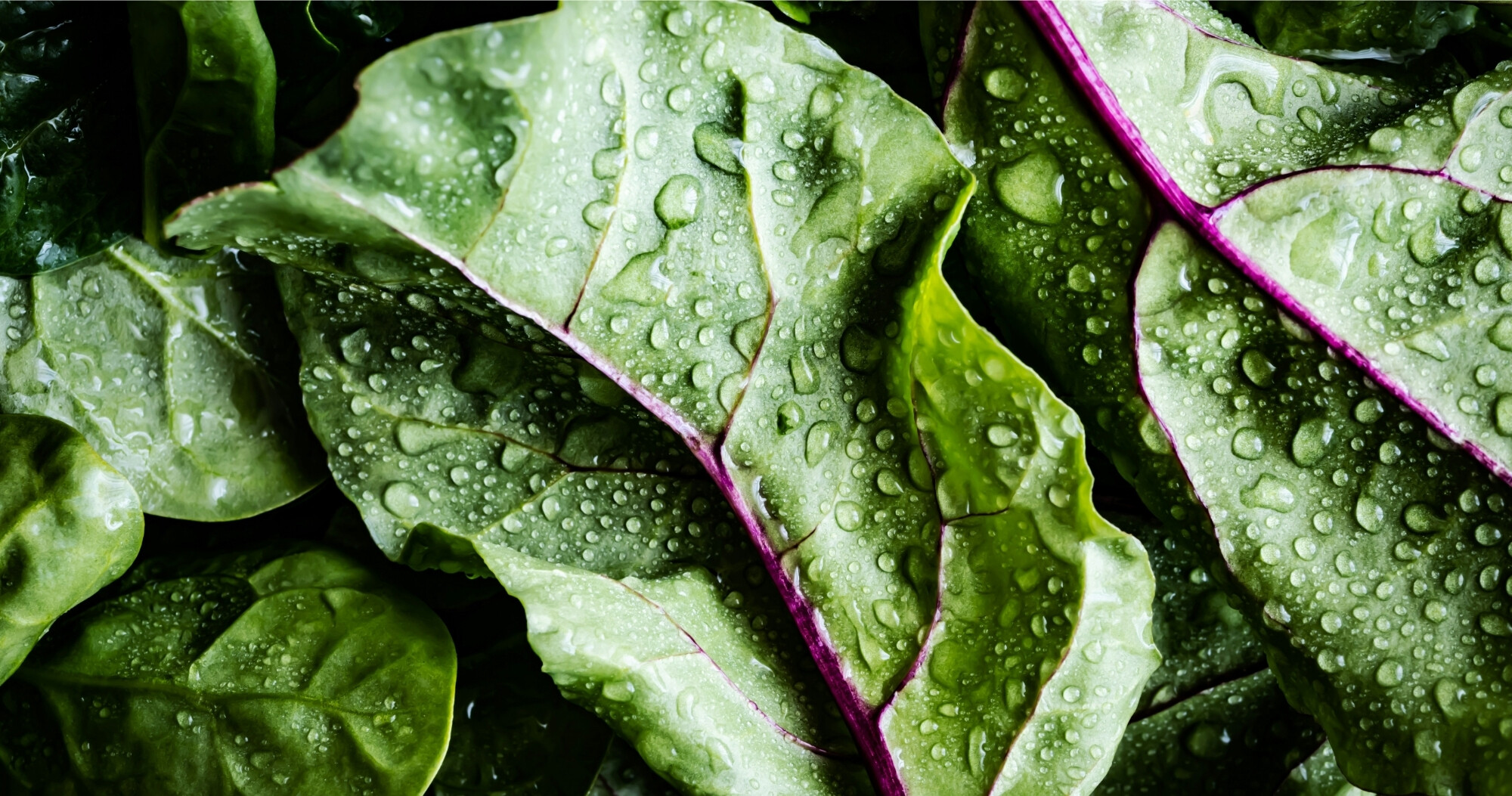 Veganuary – targeted support for vegan nutrition | artgerecht